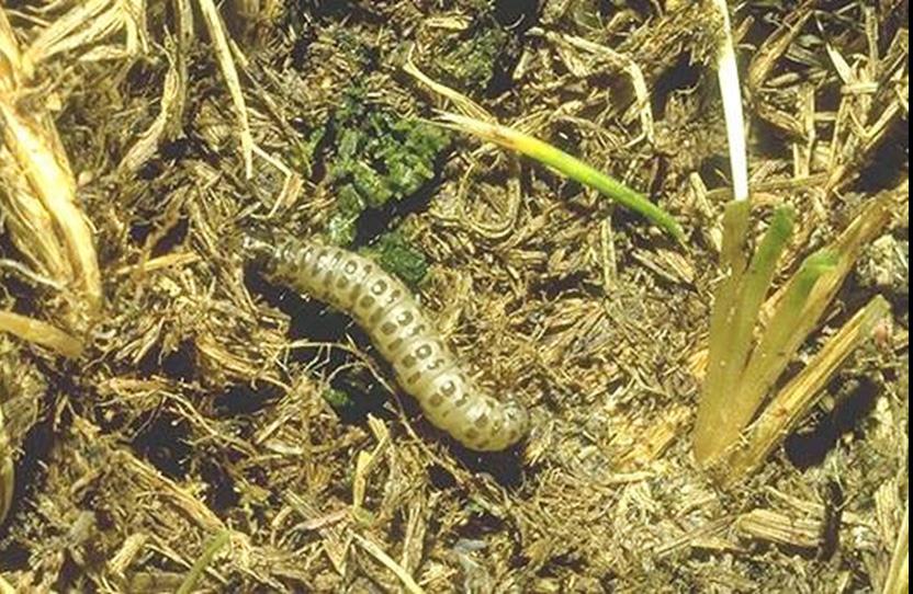 How to Treat for Sod Webworms | Free Spray Lawn Care