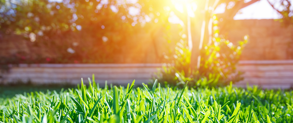 3 Reasons to Schedule a Spring Fertilization Treatment | Free Spray ...